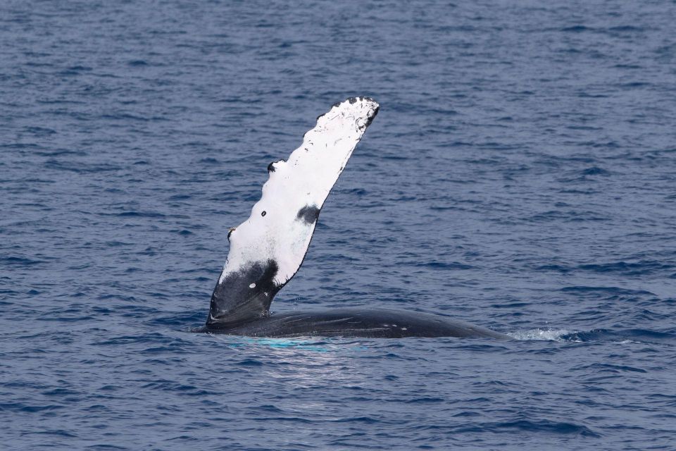 Big Island: Kona Super Raft Whale Watch - What to Expect During the Tour