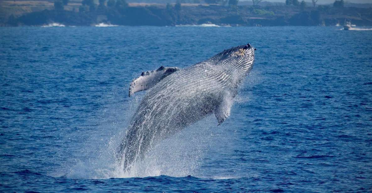 Big Island: Kona Super Raft Whale Watch - The Value of a 2.5-Hour Tour