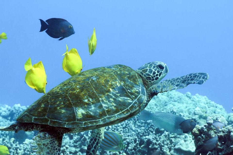 Big Island: Luxury Catamaran Trip along the Kona Coast - Key Points