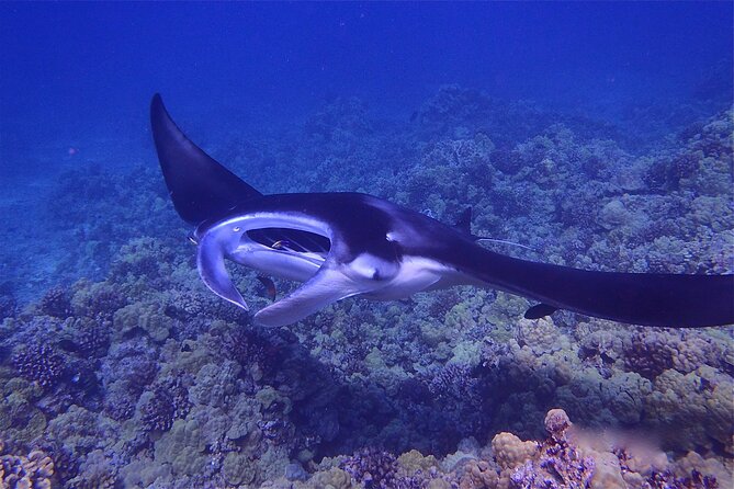 Big Island Manta Ray Night Snorkel - What to Expect on the Tour
