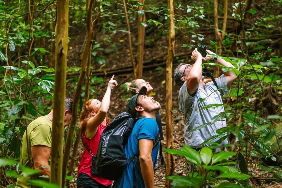 Big Island: Native Bird Watching & Hiking Tour - The Value of This Tour