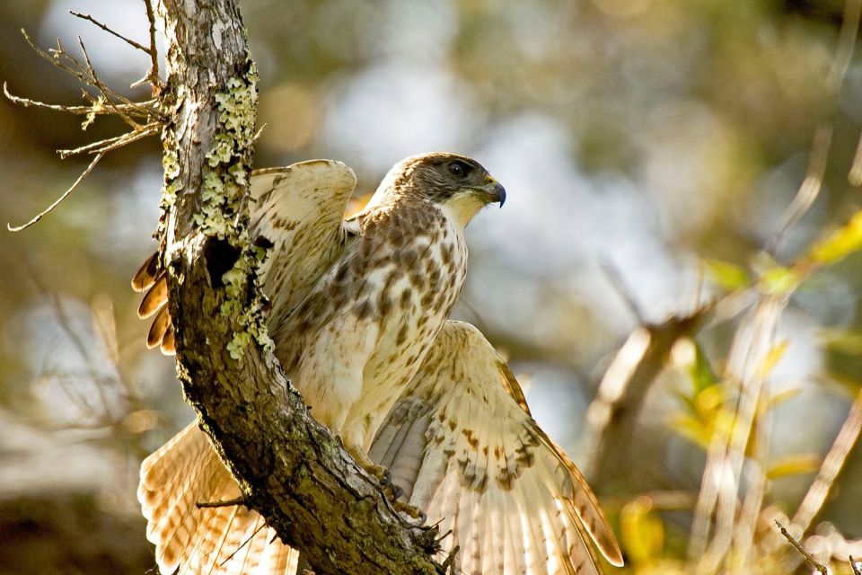 Big Island: Native Bird Watching & Hiking Tour - FAQ