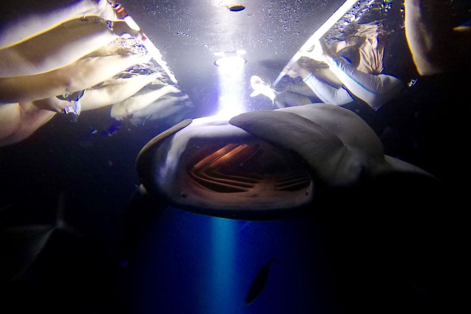 Big Island: Night Swim with Manta Ray with Hot Chocolate - Big Island: Night Swim with Manta Ray with Hot Chocolate – A Deep Dive into a Unique Hawaiian Experience
