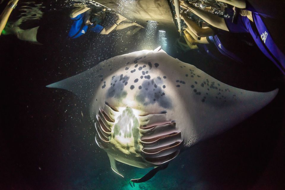 Big Island: Night Swim with Manta Ray with Hot Chocolate - Key Points