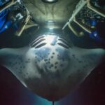 Big Island: Night Swim with Manta Ray with Hot Chocolate - An In-Depth Look at the Manta Night Swim Experience