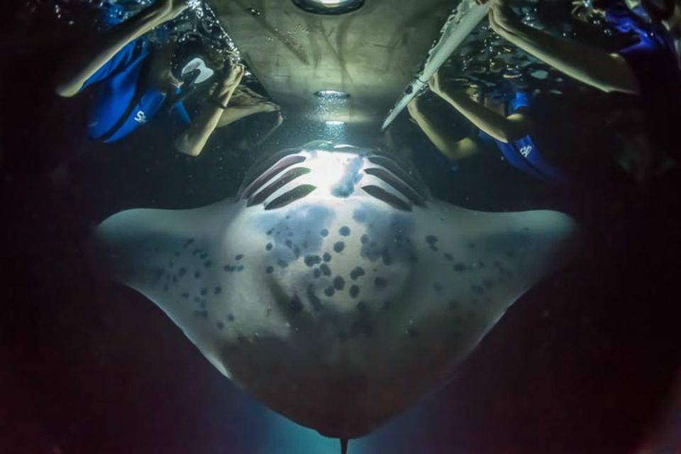 Big Island: Night Swim with Manta Ray with Hot Chocolate - An In-Depth Look at the Manta Night Swim Experience