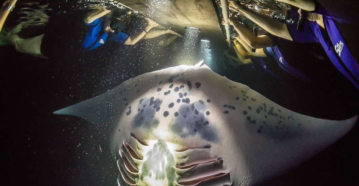 Big Island: Night Swim with Manta Ray with Hot Chocolate - Who Will Love This Tour?