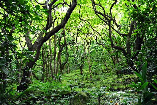 Big Island North Island Jungle Adventure - Self-Guided Audio Tour - FAQ