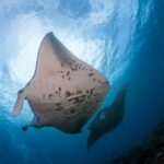 Big Island: Snorkel with Manta Rays - Manta Guarantee - The Experience in Detail