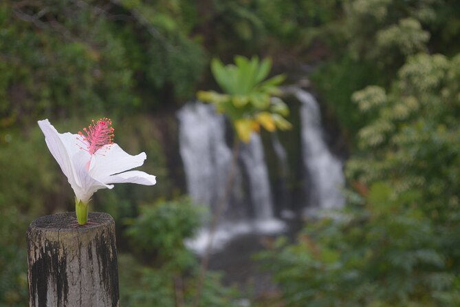 Big Island Waterfall Swim and Hike with Hilo Cruise Ship Pickup - FAQs