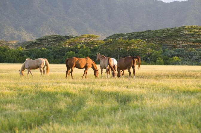 Big Island Waterfalls Tour with Swimming and Botanical Garden - Introduction: Why Choose This Big Island Waterfalls Tour?