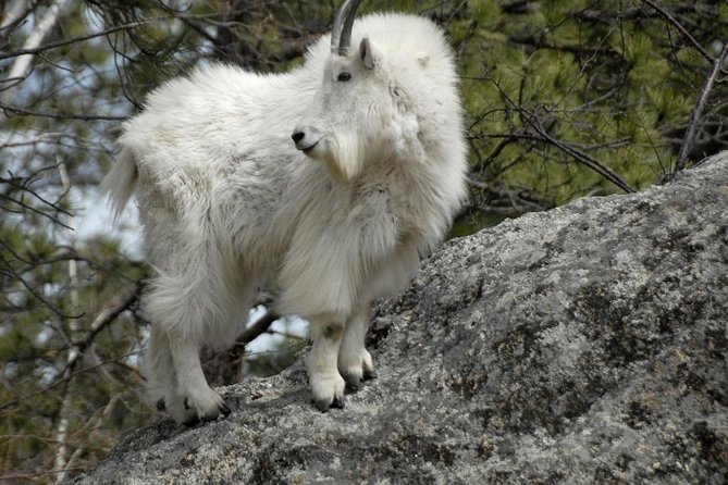 BIG - Mt Rushmore & Crazy Horse & Bison Safari-Needles-Iron Mtn - Picnic at Stockade Lake