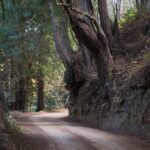 Big Sur Electric Bike Tour Along Old Coast Road - Authentic Insights from Reviewers