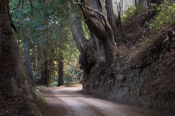 Big Sur Electric Bike Tour Along Old Coast Road - Authentic Insights from Reviewers