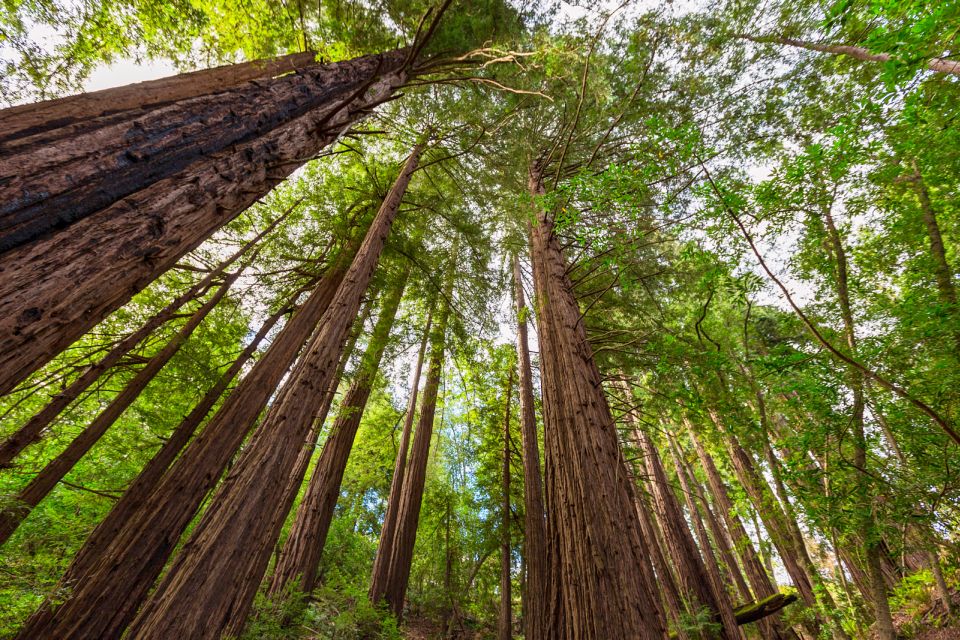 Big Sur: Sightseeing Tour with 4 to 5 Stops - Key Points