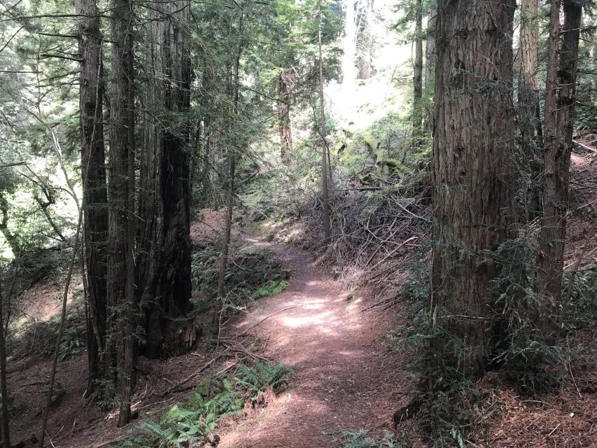 Big Sur: Sightseeing Tour with 4 to 5 Stops - Who Is This Tour Best For?