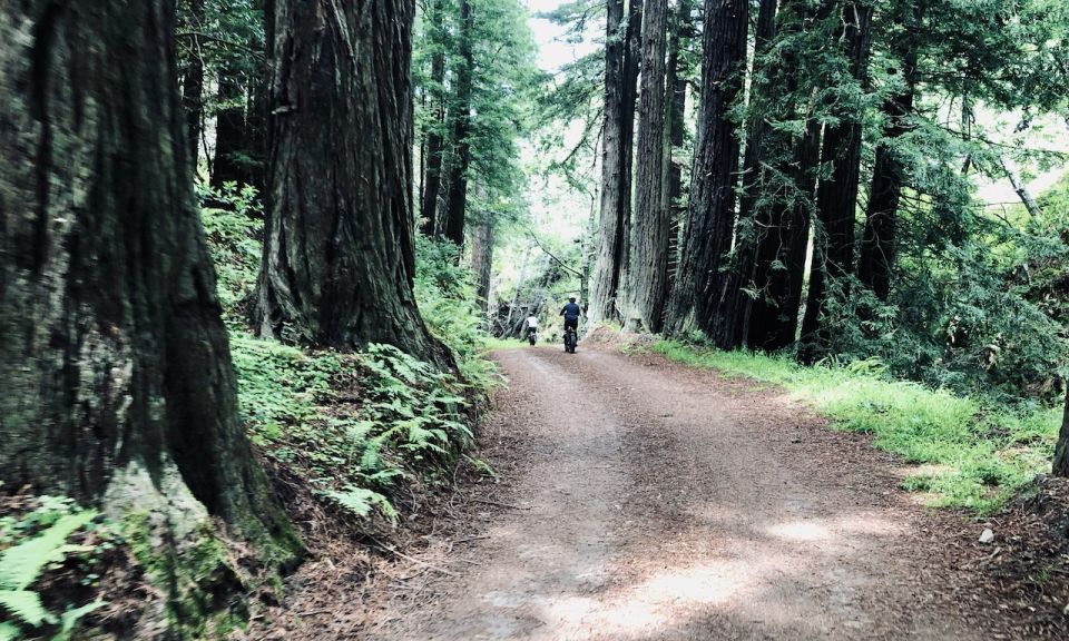 Big Sur's Old Coast Road E-Bike Tour - Big Sur’s Old Coast Road E-Bike Tour: A Complete Review