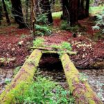 Big Sur's Old Coast Road eBike Tour - An In-depth Look at the Itinerary