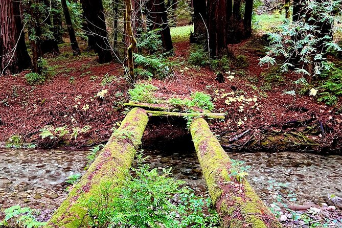 Big Sur's Old Coast Road eBike Tour - An In-depth Look at the Itinerary