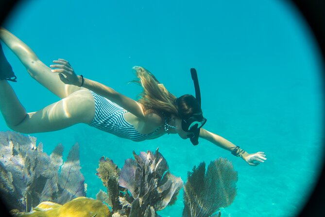Biologist Owned & Operated: Dolphin Watching & Guided Snorkeling - Why This Tour Offers Great Value
