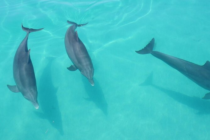 Biologist Owned & Operated: Dolphin Watching & Guided Snorkeling - Authentic Experiences from Reviews