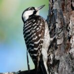 Birding and Wildlife Tour of Florida's Treasure Coast - The Value of a Private Birding Tour