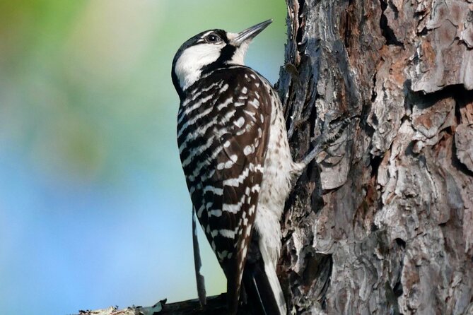 Birding and Wildlife Tour of Florida's Treasure Coast - The Value of a Private Birding Tour