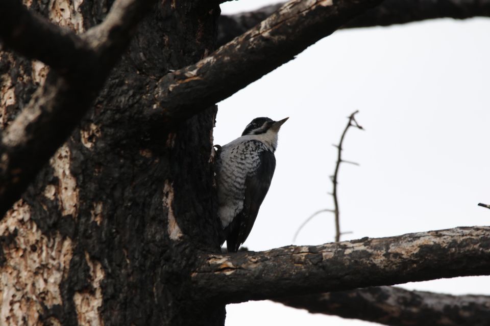 Birding Hike and Hot Spring Soak from Denver - Frequently Asked Questions