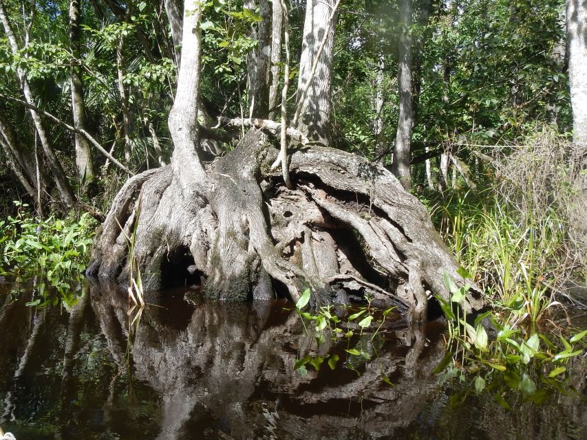Blackwater Creek: Exclusive Nature Escape Kayak Adventure - The Experience: What You Can Expect from Blackwater Creek Kayak Tour