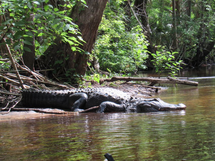 Blackwater Creek: Exclusive Nature Escape Kayak Adventure - Why This Tour Offers Great Value