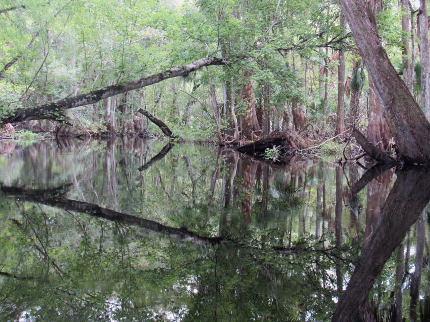 Blackwater Creek: Exclusive Nature Escape Kayak Adventure - Who Should Consider This Tour?