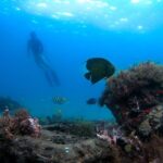 Blue Heron Bridge Guided Snorkel Tour - The Experience: What You Can Expect