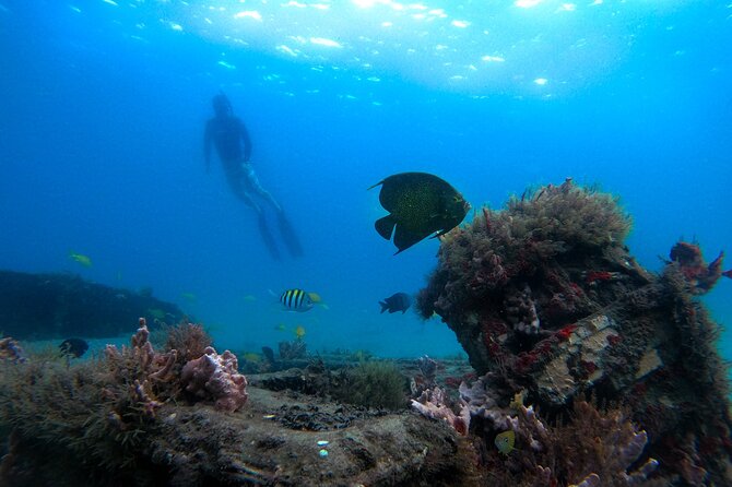 Blue Heron Bridge Guided Snorkel Tour - The Experience: What You Can Expect