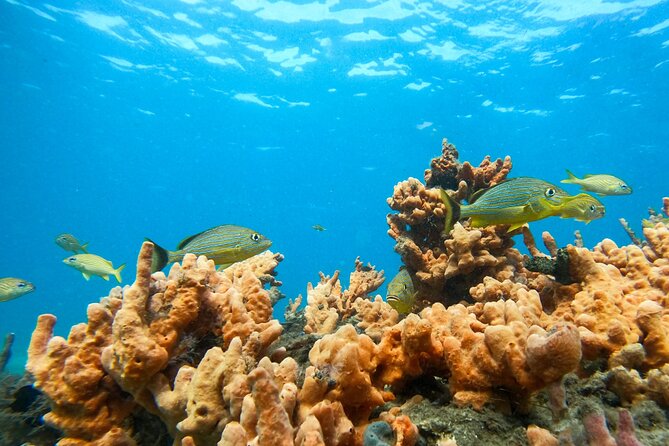 Blue Heron Bridge Guided Snorkel Tour - Practical Details