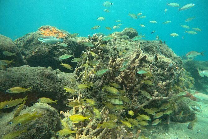 Blue Heron Bridge Guided Snorkel Tour - Frequently Asked Questions