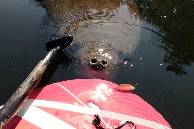 Blue Springs Manatee Tours & Wildlife Adventure Orlando - An In-Depth Look at the Tour Experience