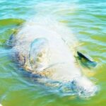 Blue Springs Manatee Tours & Wildlife Adventure Orlando - Practical Tips for Your Visit