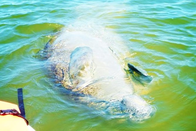 Blue Springs Manatee Tours & Wildlife Adventure Orlando - Practical Tips for Your Visit