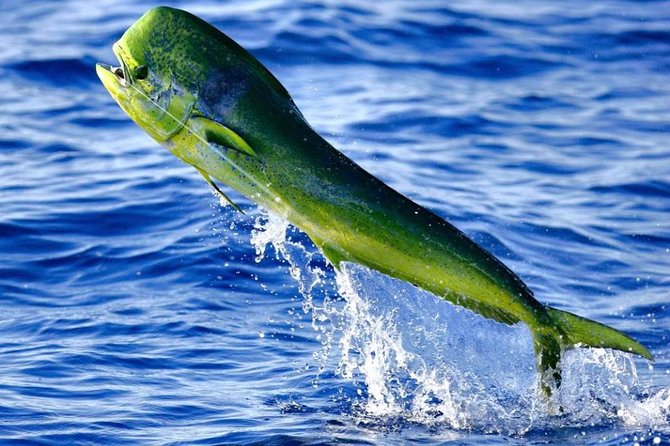Boca Raton Deep Sea Fishing Trips - Final Thoughts