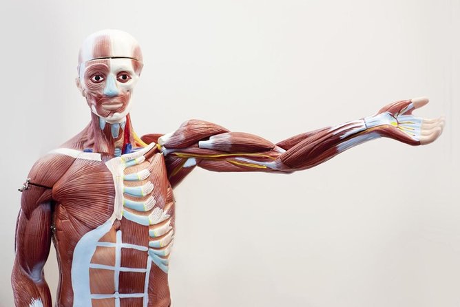 Bodies The Exhibition at the Luxor Hotel and Casino - An Honest Look at a Fascinating Medical Display