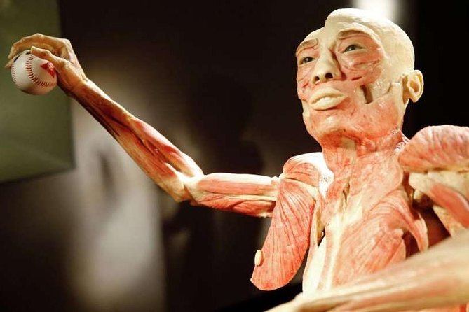 Bodies The Exhibition at the Luxor Hotel and Casino - How the Tour is Structured