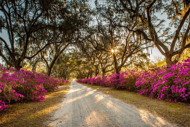 Bonaventure Cemetery & Wormsloe State Historic Site Tour - Who Should Book This Tour?