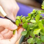 Bonsai Class in San Francisco: Make & Take Home a Bonsai Tree! - The Experience and Highlights