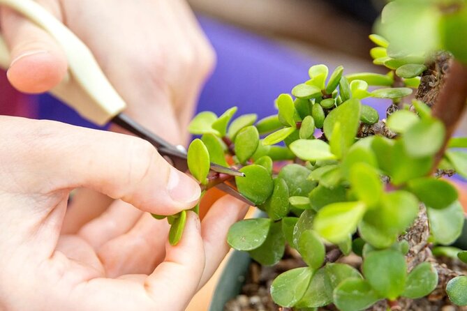 Bonsai Class in San Francisco: Make & Take Home a Bonsai Tree! - The Experience and Highlights