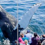 Boston: City Cruises Whale Watching Cruise - Final Thoughts