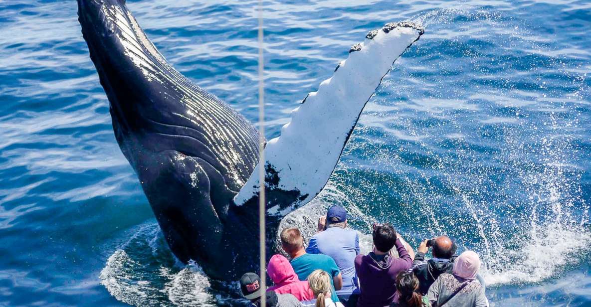 Boston: City Cruises Whale Watching Cruise - Final Thoughts