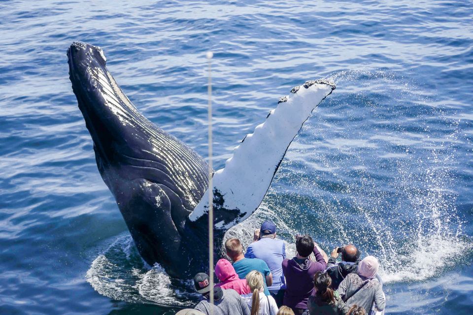 Boston: City Cruises Whale Watching Cruise - FAQs