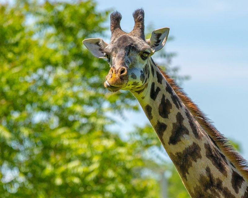 Boston: Franklin Park Zoo Entry Ticket - An In-Depth Look at Franklin Park Zoo’s Highlights