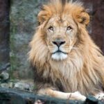 Boston: Franklin Park Zoo Entry Ticket - What to Expect During Your Visit