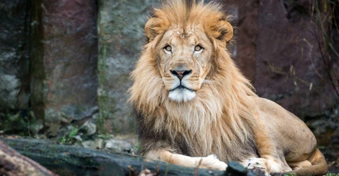 Boston: Franklin Park Zoo Entry Ticket - What to Expect During Your Visit